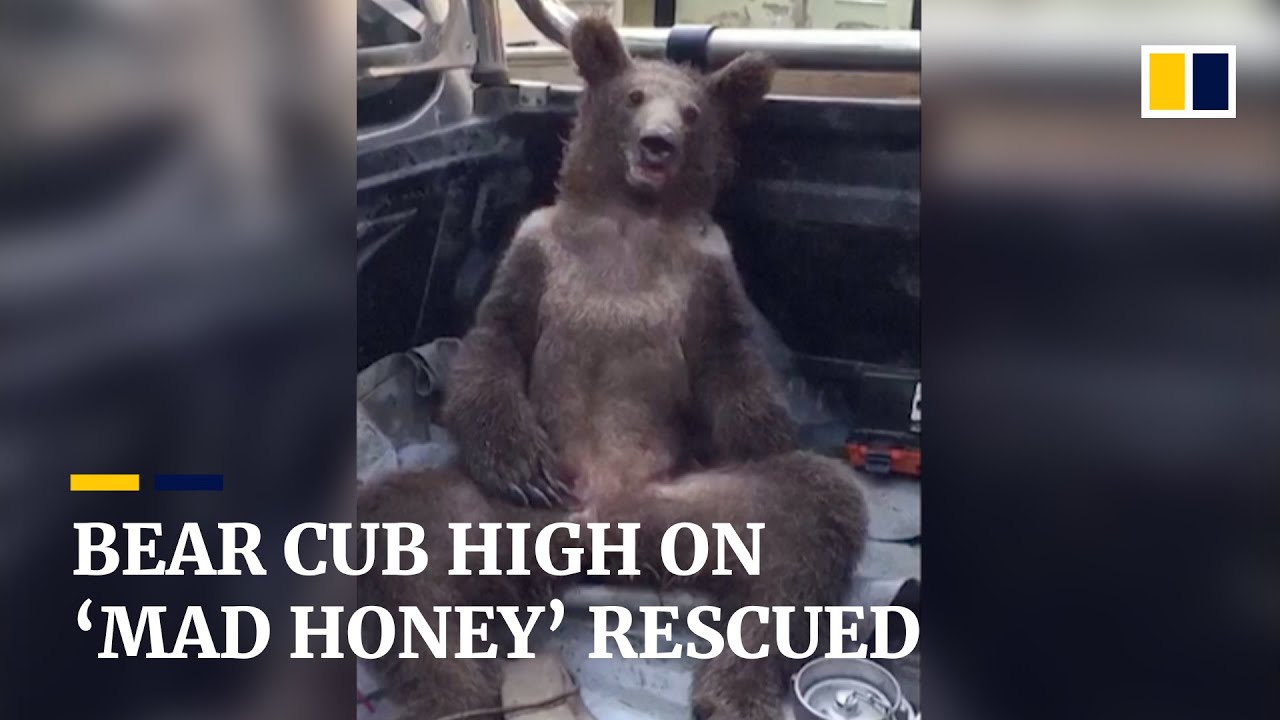 High on hallucinogenic honey, disoriented bear cub is rescued in ...