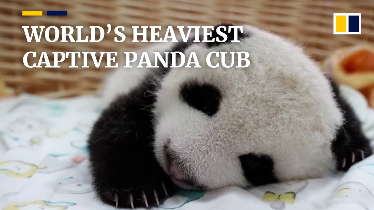Meet the world’s heaviest captive panda cub born in China - The Global ...