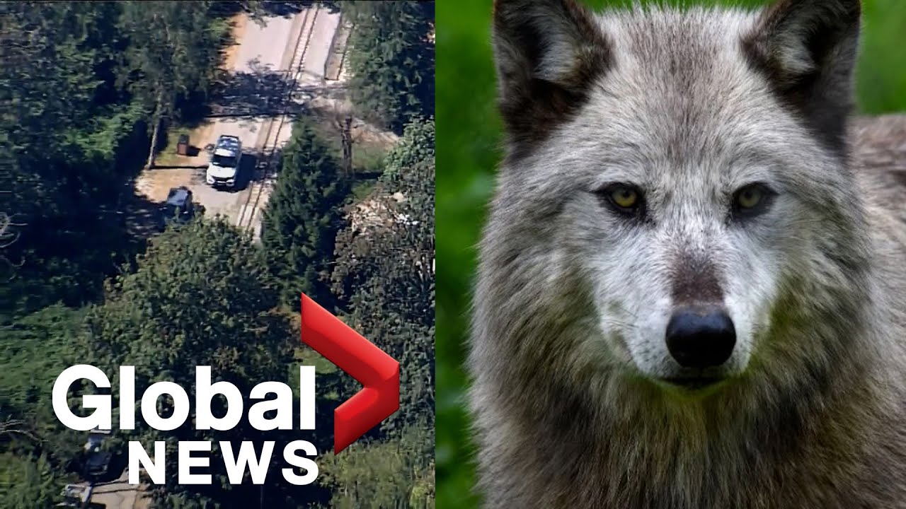 Escaped wolves trigger province-wide search by Vancouver Zoo - The ...
