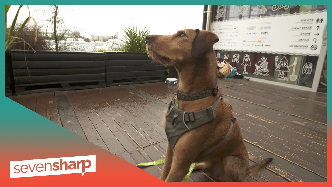 Wildlife wise dogs - The Global Herald