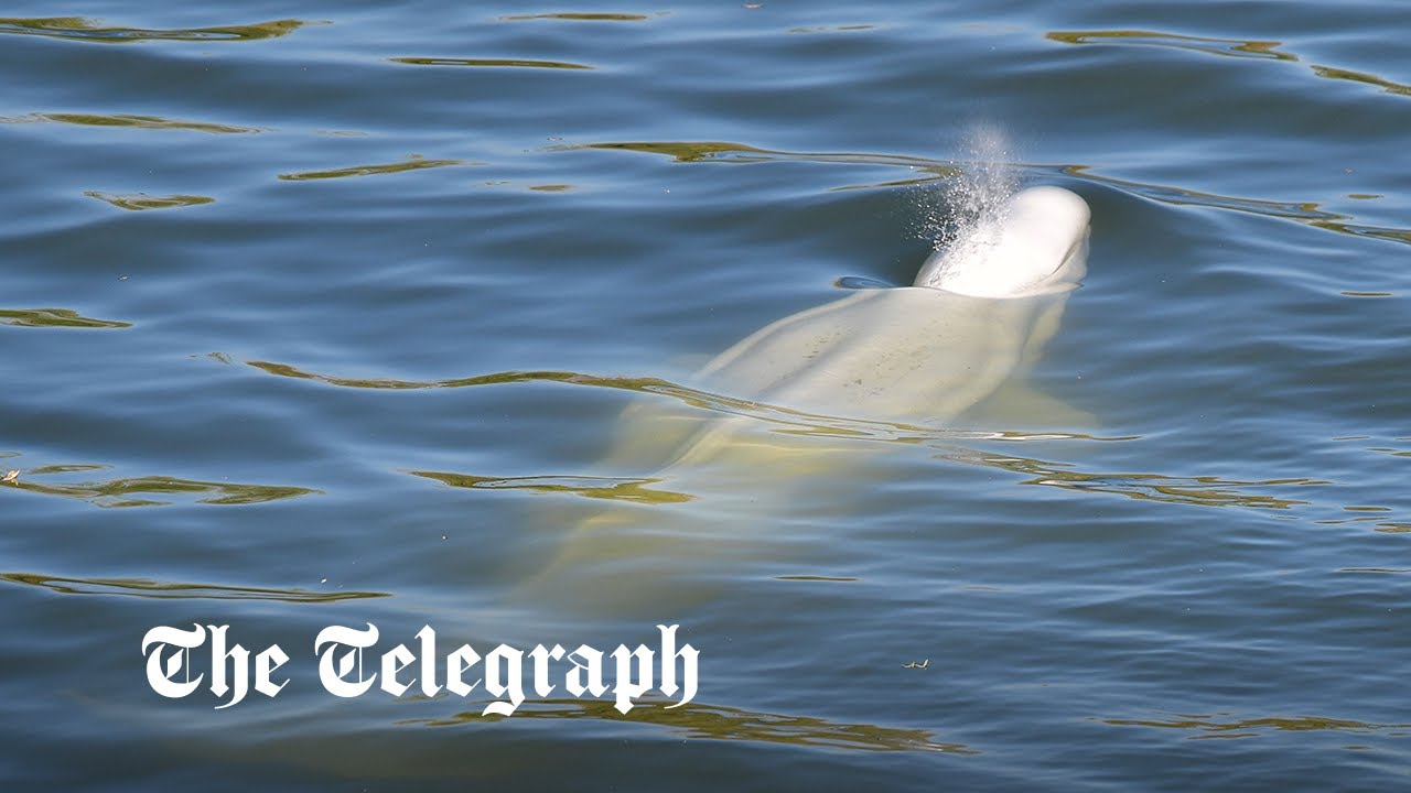 'Little hope' of saving beluga whale stranded in Seine river - The ...