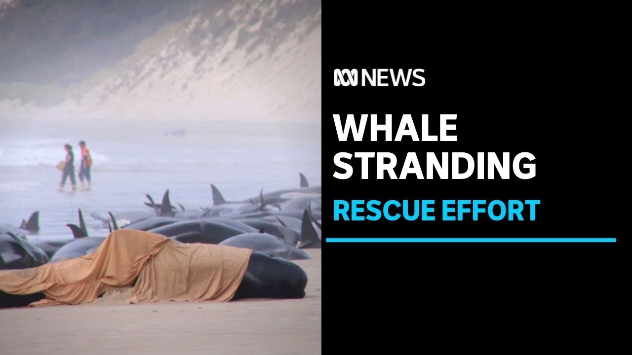 Whale rescue turns to disposal operation as researchers look for clues ...