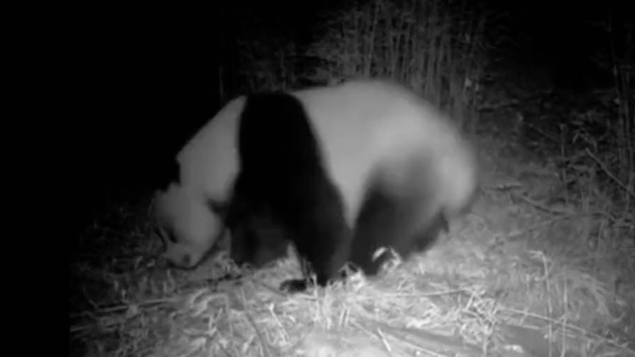 Wild panda spotted by infrared camera - The Global Herald