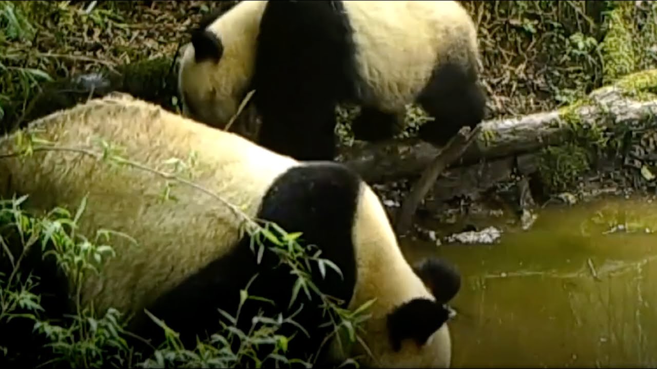 Videos of a Giant Panda and its cub in the wild captured in SW China's ...