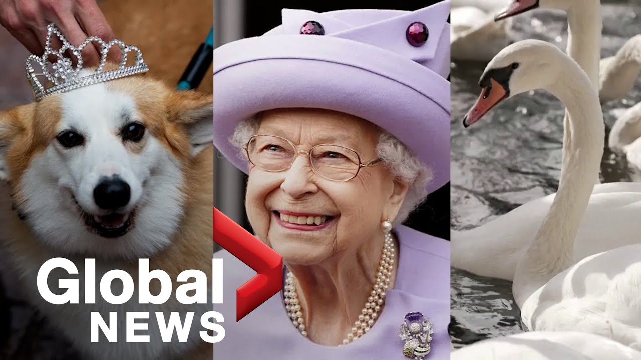 Queen Elizabeth death: What will happen to her beloved animals, from ...