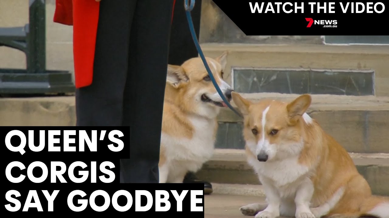 The Queen's last two Corgis say goodbye to their mother | 7NEWS - The ...