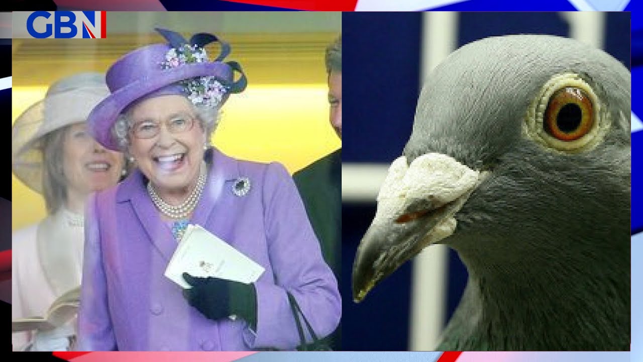 Queen Elizabeth II's pigeon won the equivalent of a Victorian Cross ...