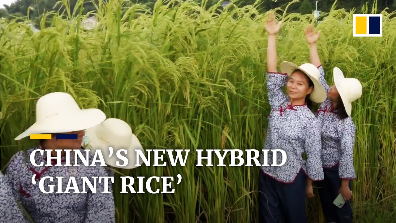 2-metre ‘giant rice’ twice as tall as other varieties nearly ready for ...