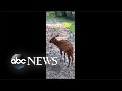 Baby antelope explores Florida zoo enclosure - The Global Herald