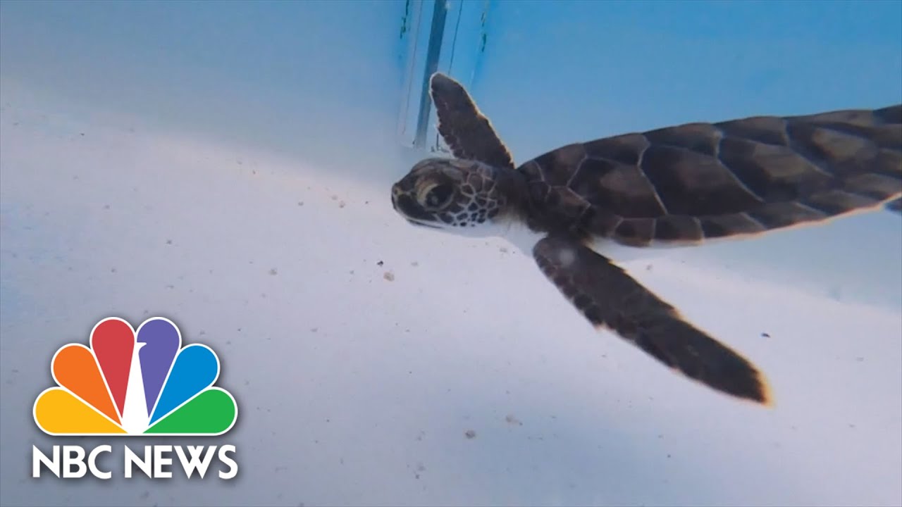 Florida Keys Family Rescues Baby Turtle From Hurricane Ian Debris - The ...