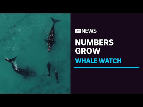Southern Right Whales returning to old breeding grounds, study shows ...
