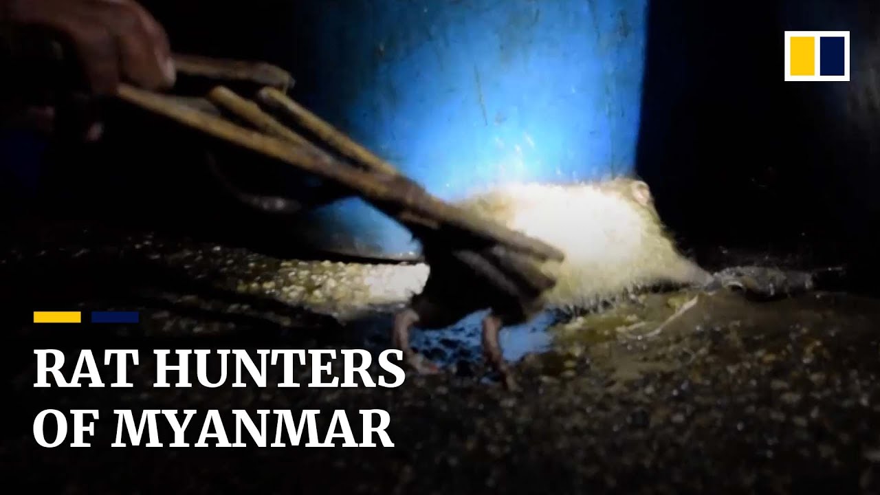 Professional rat hunters in Myanmar use flashlights and slingshots to ...