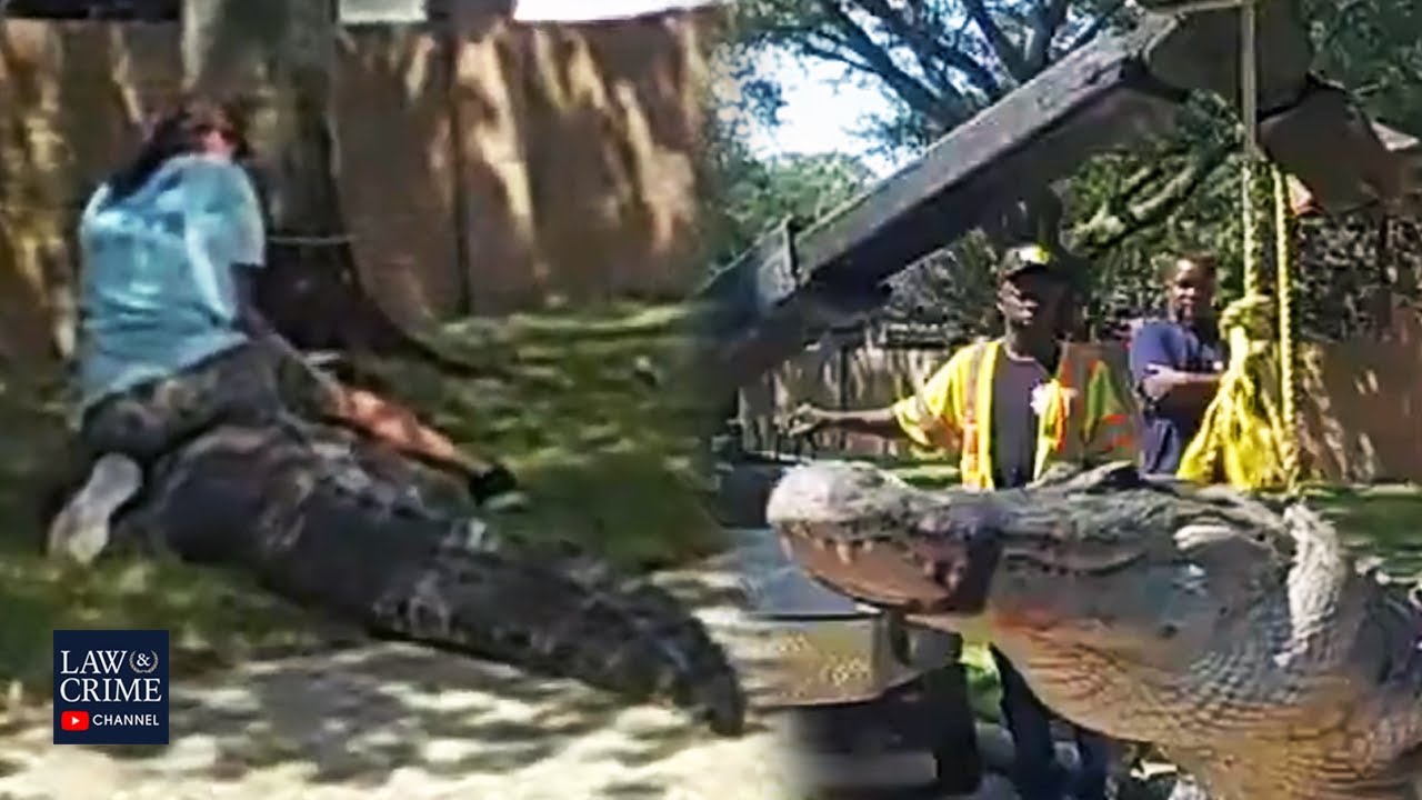 Bodycam Shows 'Gator Wrangler' Capture Massive Alligator in Texas ...