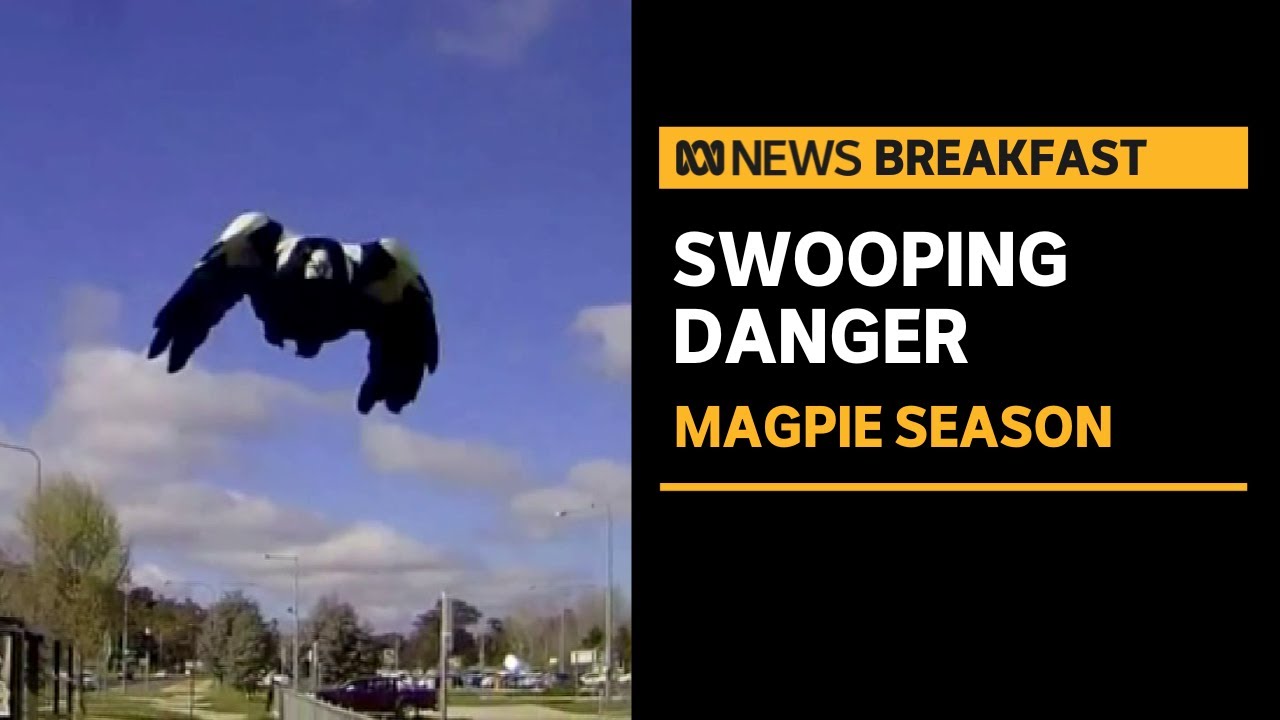 Heads up: It's magpie swooping season in Australia | ABC News - The ...