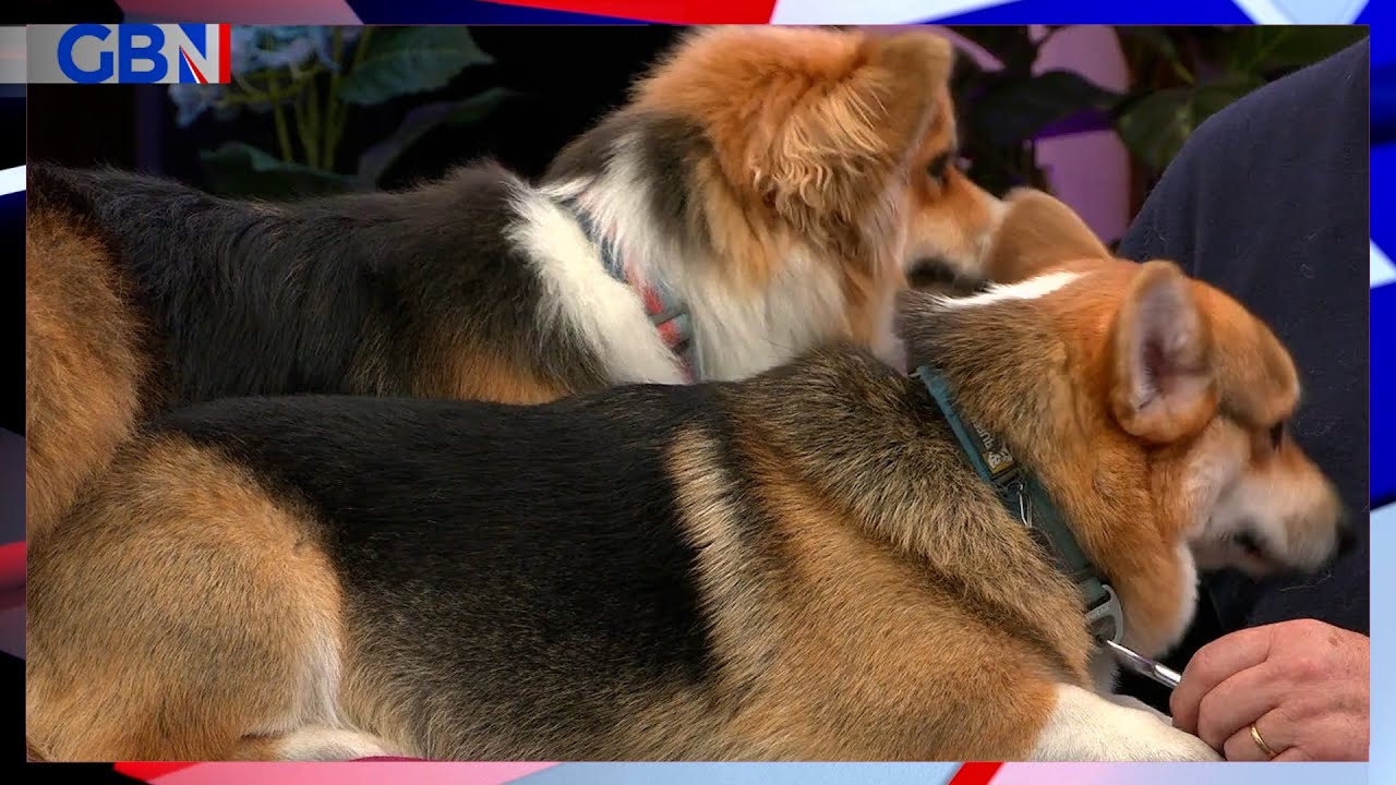 Corgi owner Ian Middleton speaks about Queen Elizabeth II’s love for ...