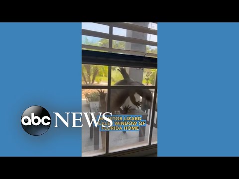 Monitor lizard scales window of Florida home - The Global Herald
