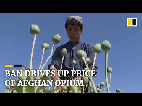 Afghan opium prices skyrocket after Taliban ban in world’s largest ...