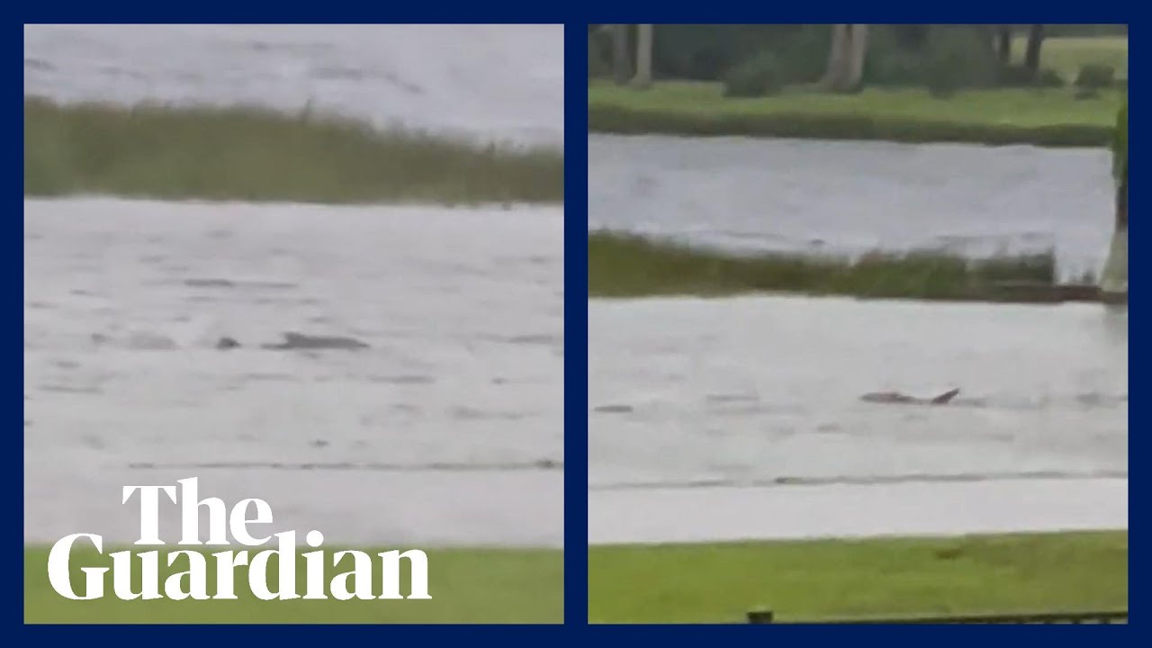 'Shark' spotted swimming in flooded Florida neighbourhood - The Global ...