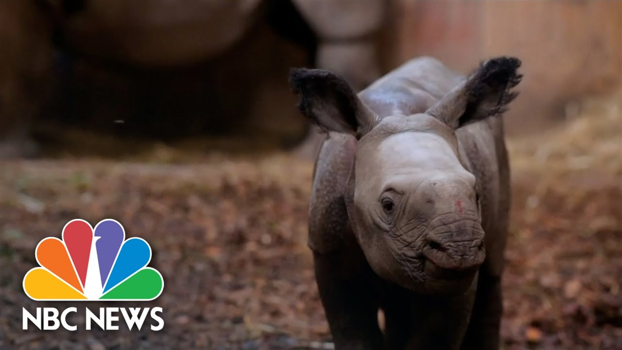 Watch: Video Shows Birth Of Rare One-Horned Rhino In The U.K. - The ...