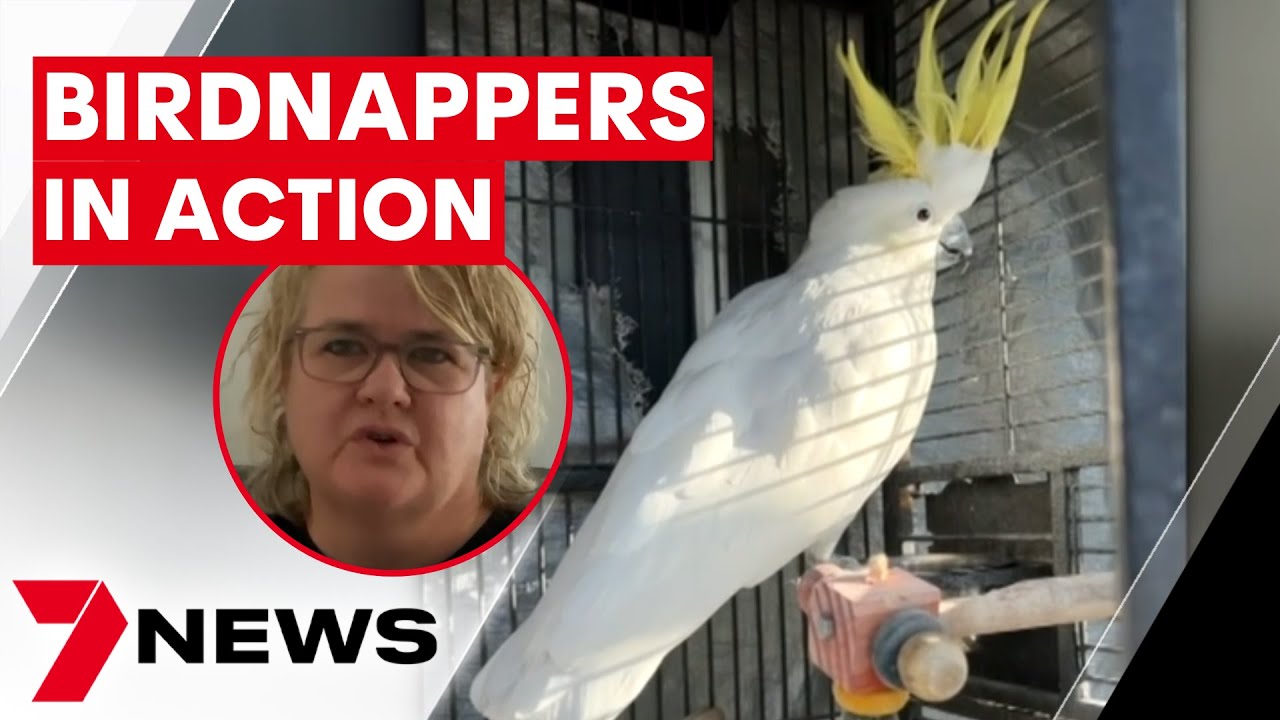 Pet cockatoo with connections to a notorious Sydney crime family stolen ...