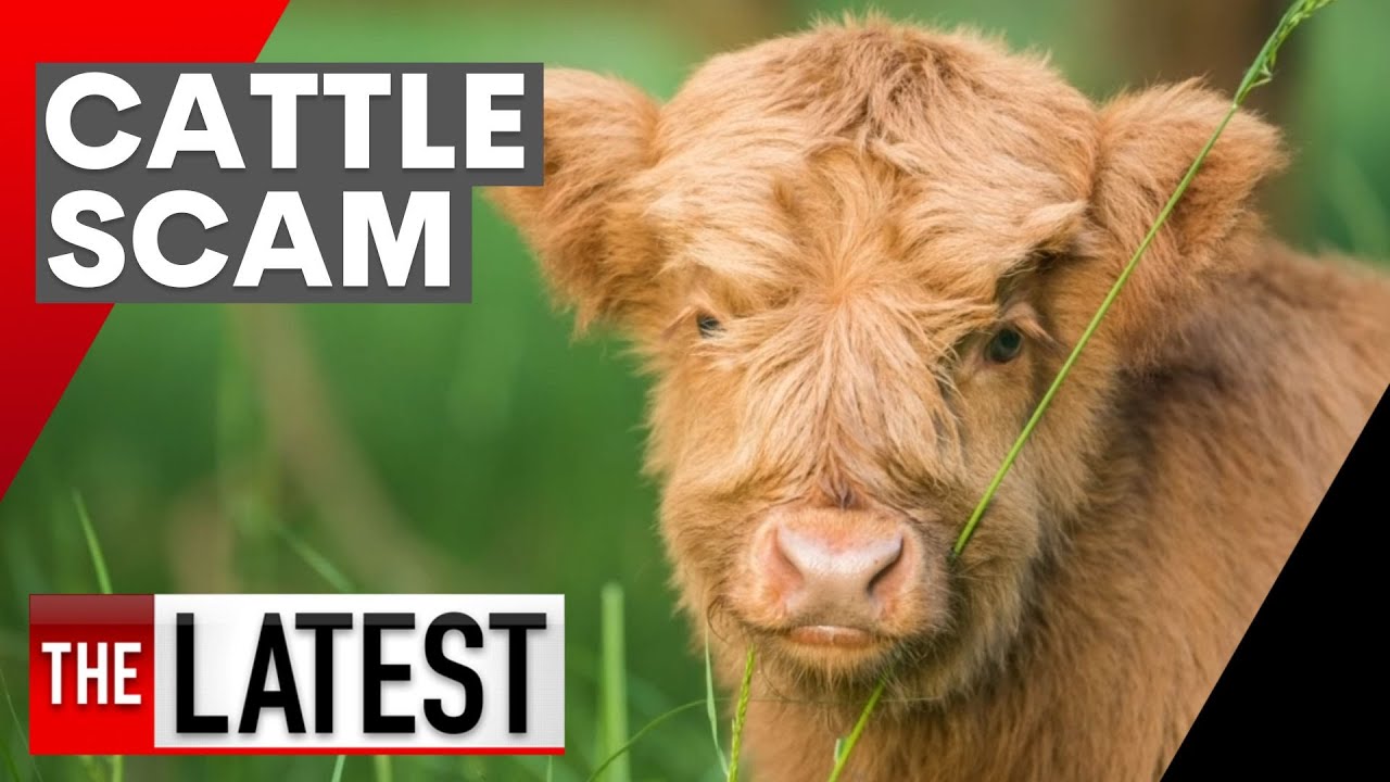 The Highland cattle caught up in a sinister scam | 7NEWS - The Global ...