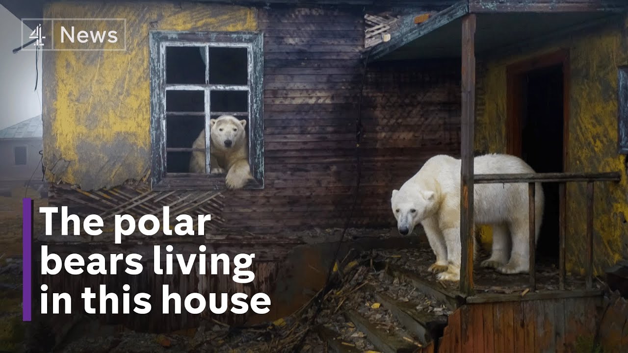 Polar bears to sea lions: Stories behind the camera from Wildlife ...