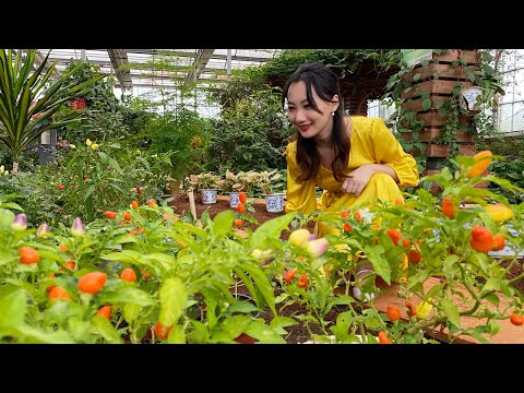 Live: How China creates new crops from space – exploring the Hainan ...