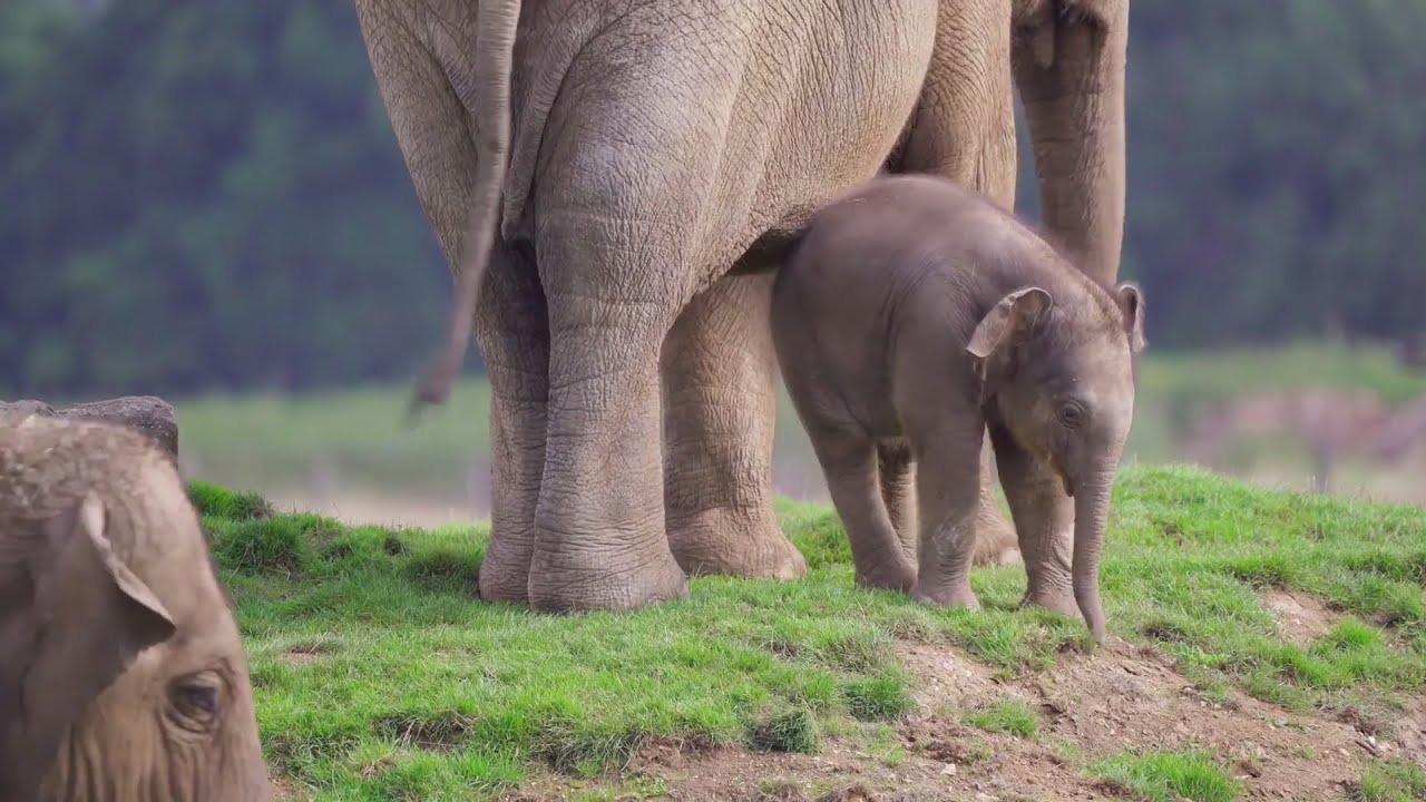 The Queen Lives on Through This Very Special Baby Elephant - The Global ...