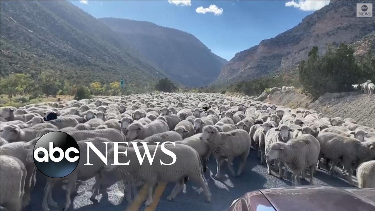Huge flock of sheep blocks road - The Global Herald