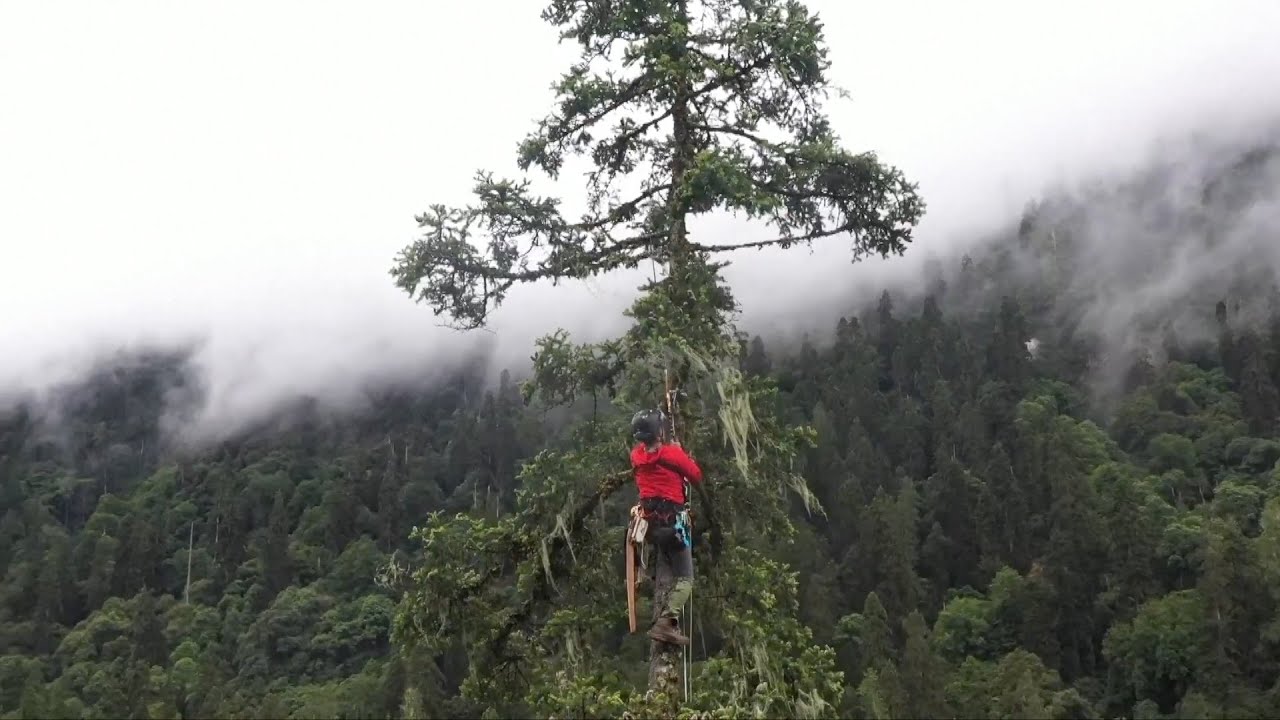 China's tallest tree found in Tibet with height of 83.4 meters - The ...