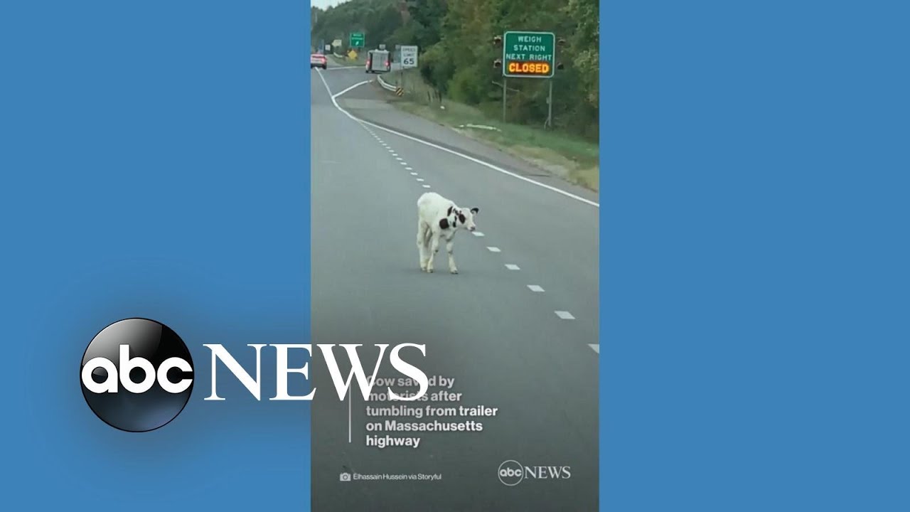 Cow saved by motorists after tumbling from trailer on highway - The ...