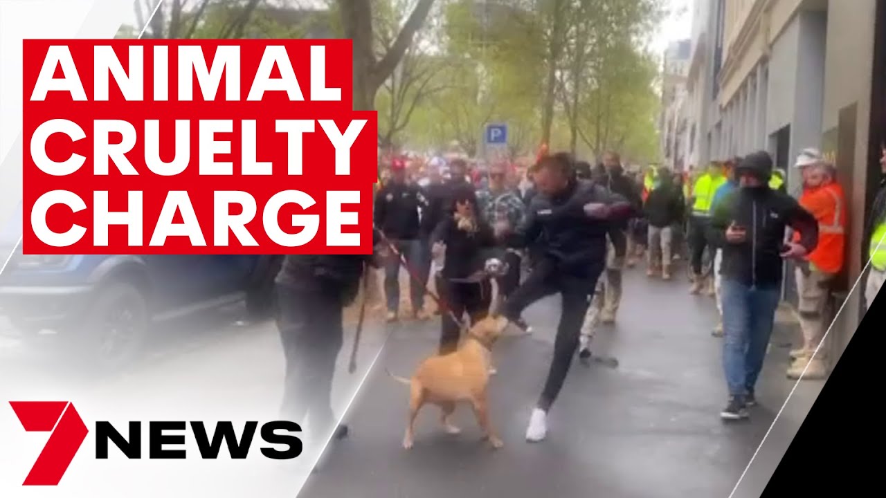 Man fighting animal cruelty charge after he kicked a dog during ...