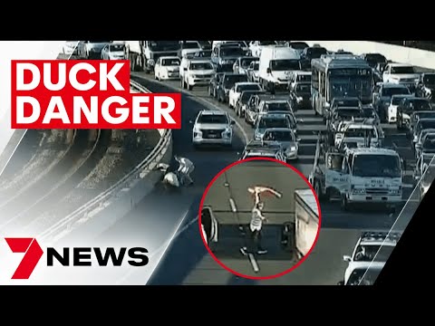 Daring duck rescue mission on Perth highway | 7NEWS - The Global Herald