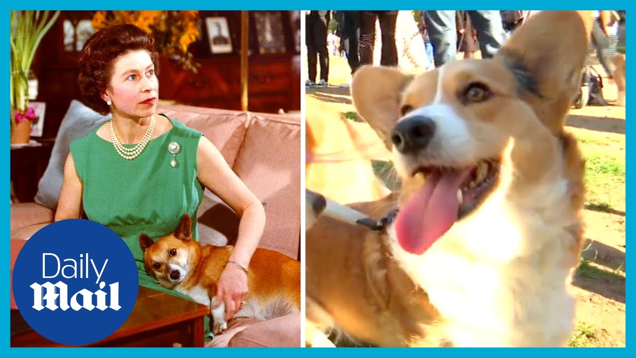 Queen Elizabeth II: Corgis parade through London making one month since ...