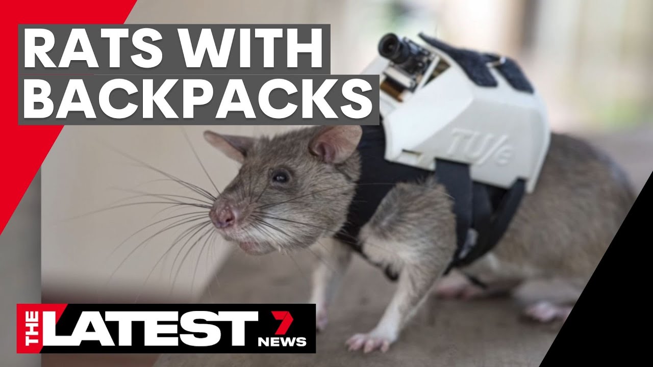 The rats with high-tech backpacks helping natural disaster survivors ...