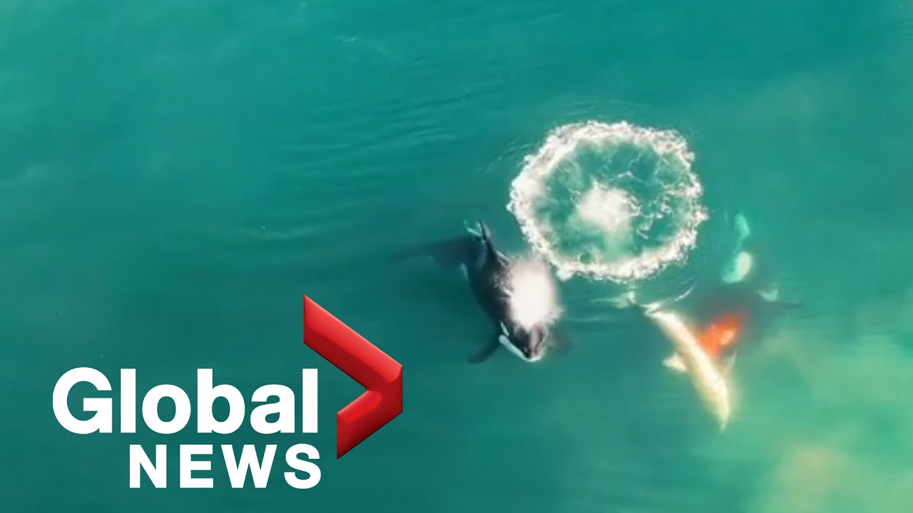 Killer whales caught on camera hunting, catching great white shark ...