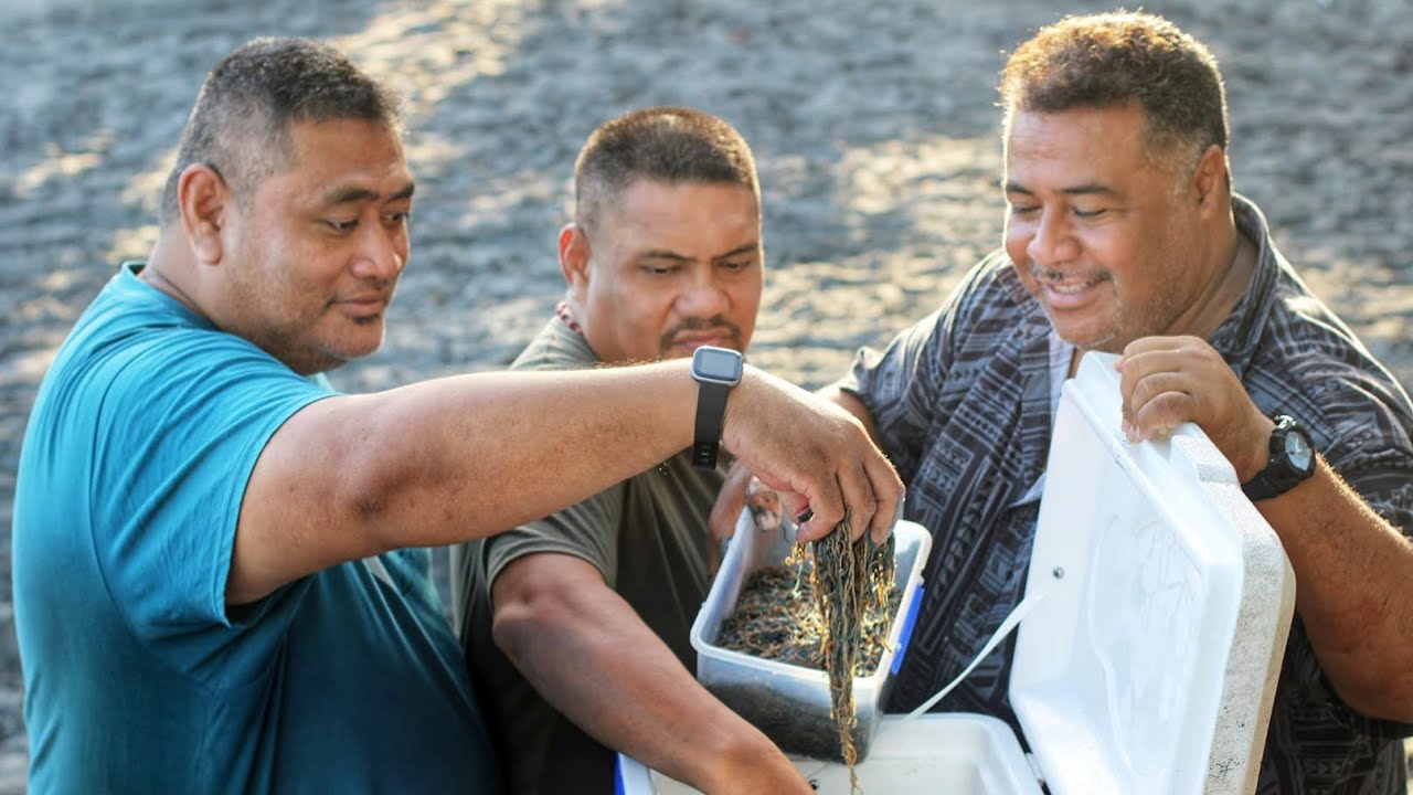 Pacific Update: Samoans catch much-loved delicacy palolo - The Global ...