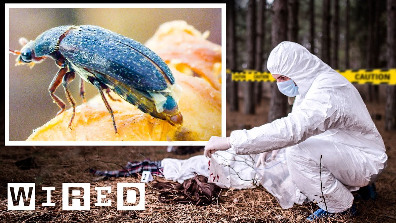 How Entomologists Use Insects to Solve Crimes | WIRED - The Global Herald