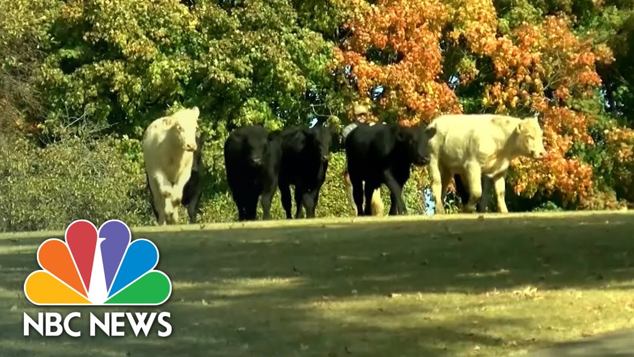 Cows Corralled After Escaping Semi-Truck Crash In Kentucky - The Global ...