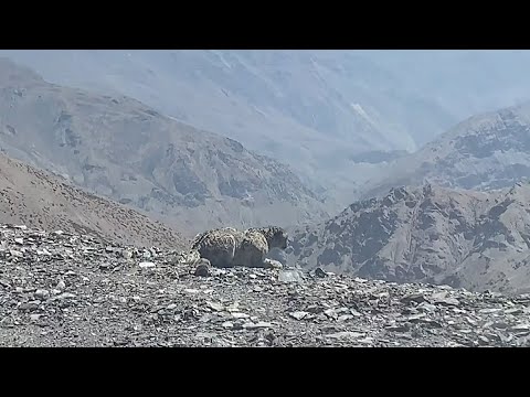 Rare encounter as elusive snow leopard runs across motorist's path in ...