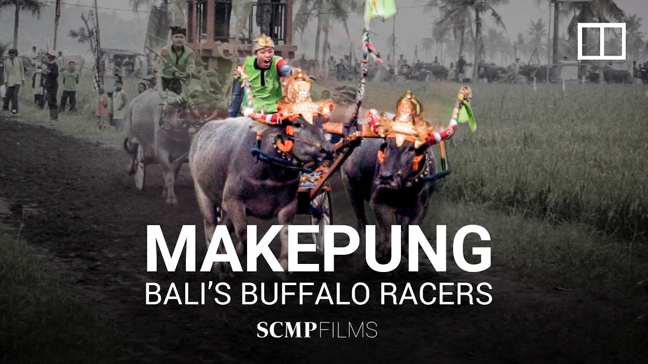 Makepung buffalo racing in Indonesia's Bali is a matter of tradition ...