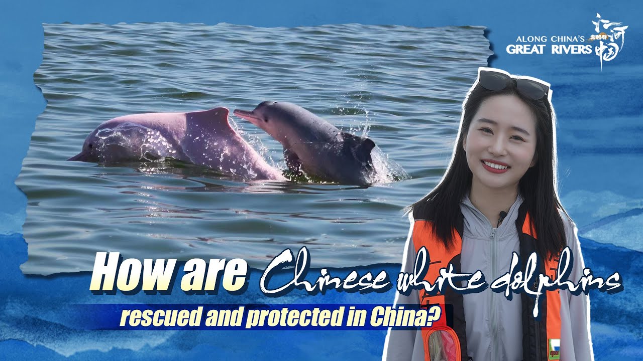 How are Chinese white dolphins rescued and protected in China? - The ...