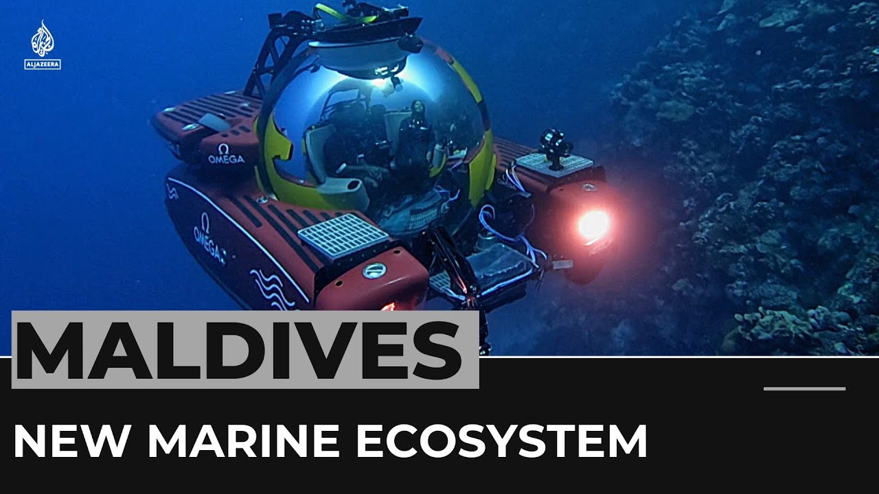 Trapping Zone: Maldives expedition uncovers new marine ecosystem - The ...