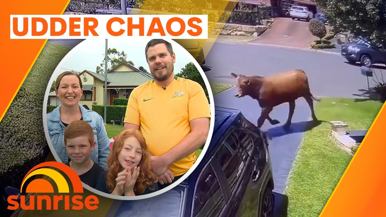 Udder chaos in Sydney suburb as rogue cow roams the streets | 7NEWS ...