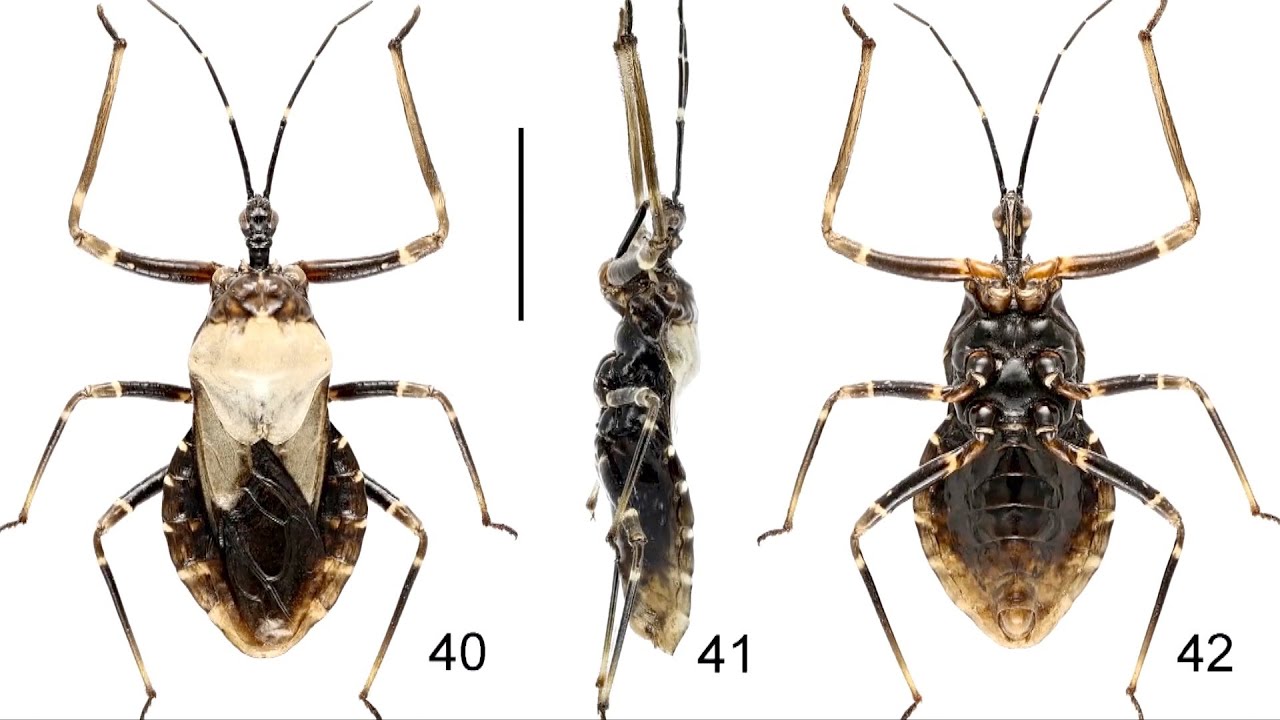 New insect species discovered in China's Wuyishan National Park - The ...