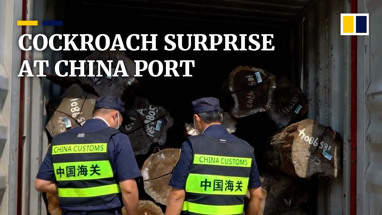 Chinese customs officers accidentally discover new cockroach species in ...