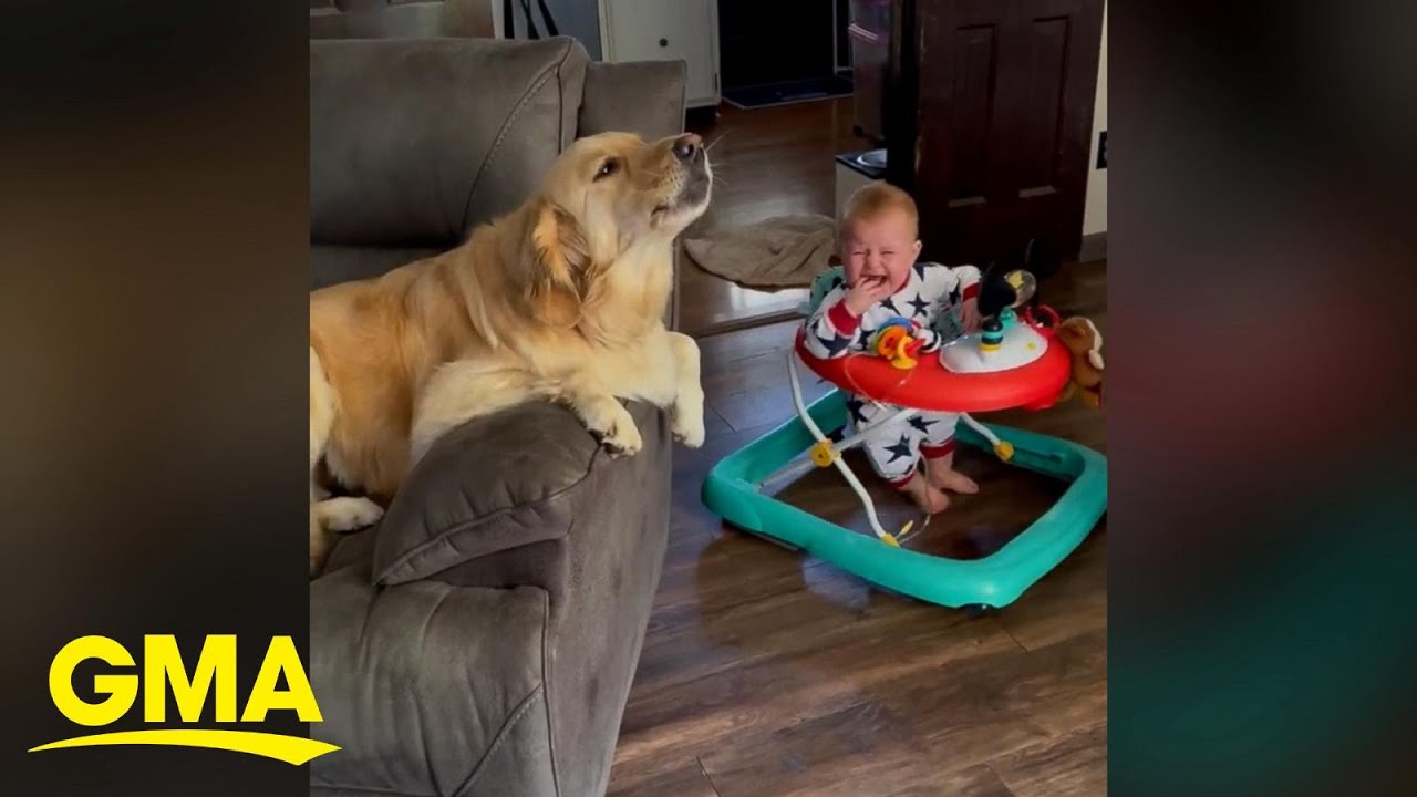 Golden retriever cries adorably with baby - The Global Herald