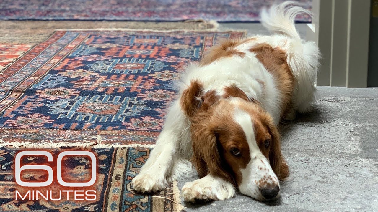 Why Anderson Cooper’s dog Lily is so friendly | 60 Minutes - The Global ...