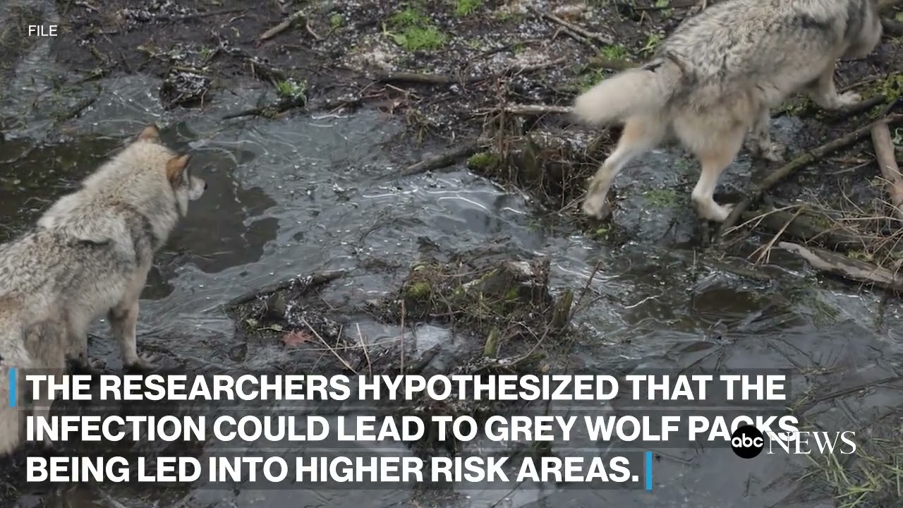 Grey wolves infected with this parasite are more likely to become pack ...