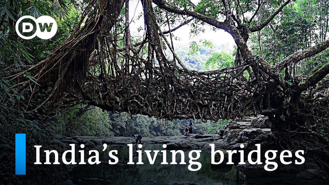 How India wants to preserve its 'living bridges' | DW News - The Global ...